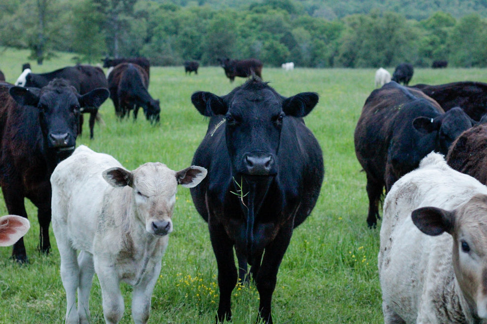 Wholly Cow Beef Sampler Box – Wholly Cow Farms